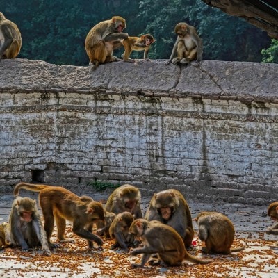 Kathmandu | AwOiSoAk | Travel Blog | Never Stop Travelling