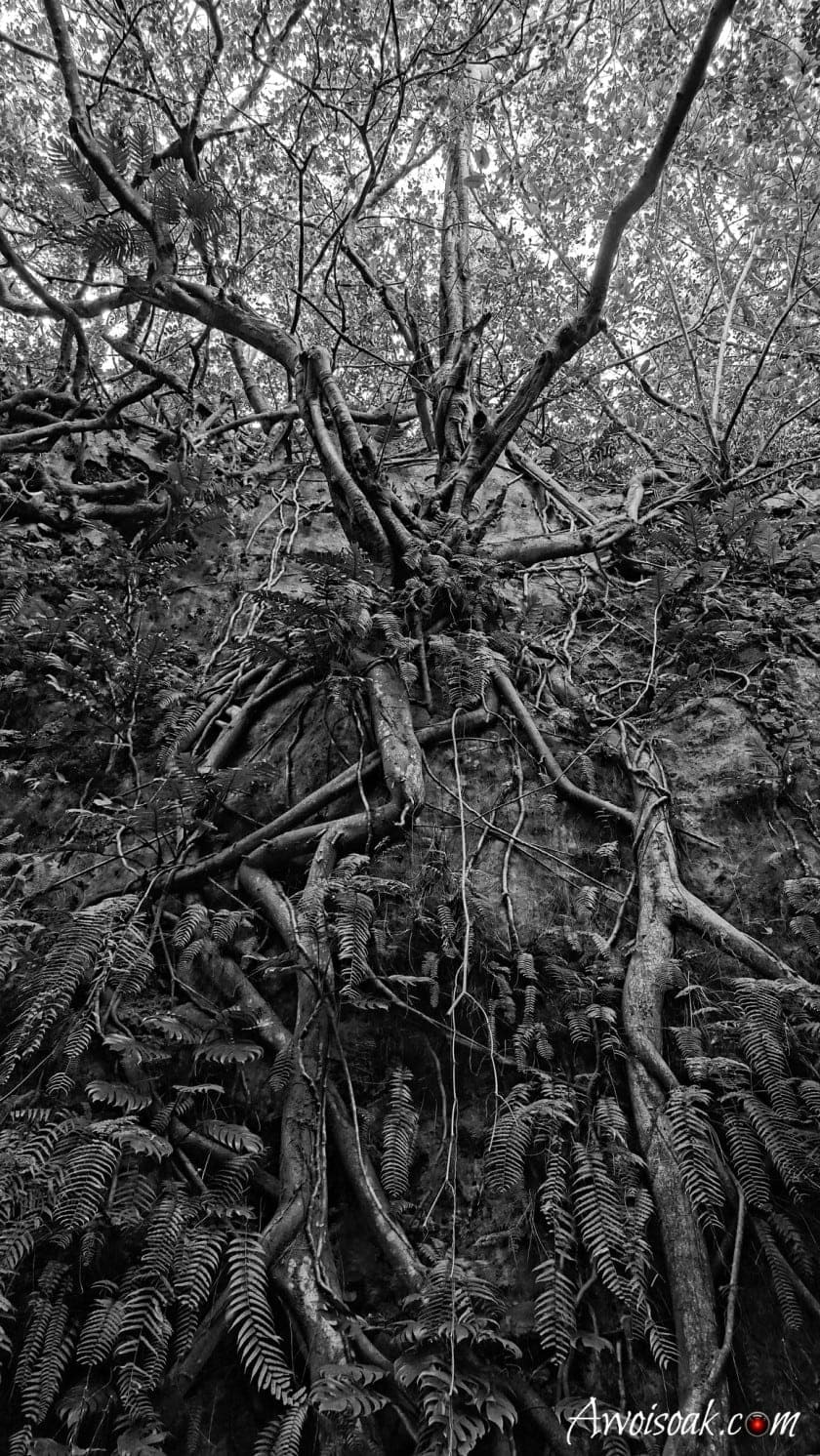 Xiaoliuqiu – AwOiSoAk