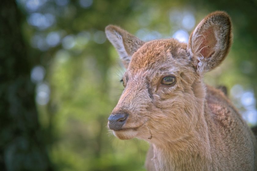 Nara | AwOiSoAk | Travel Blog | Never Stop Travelling